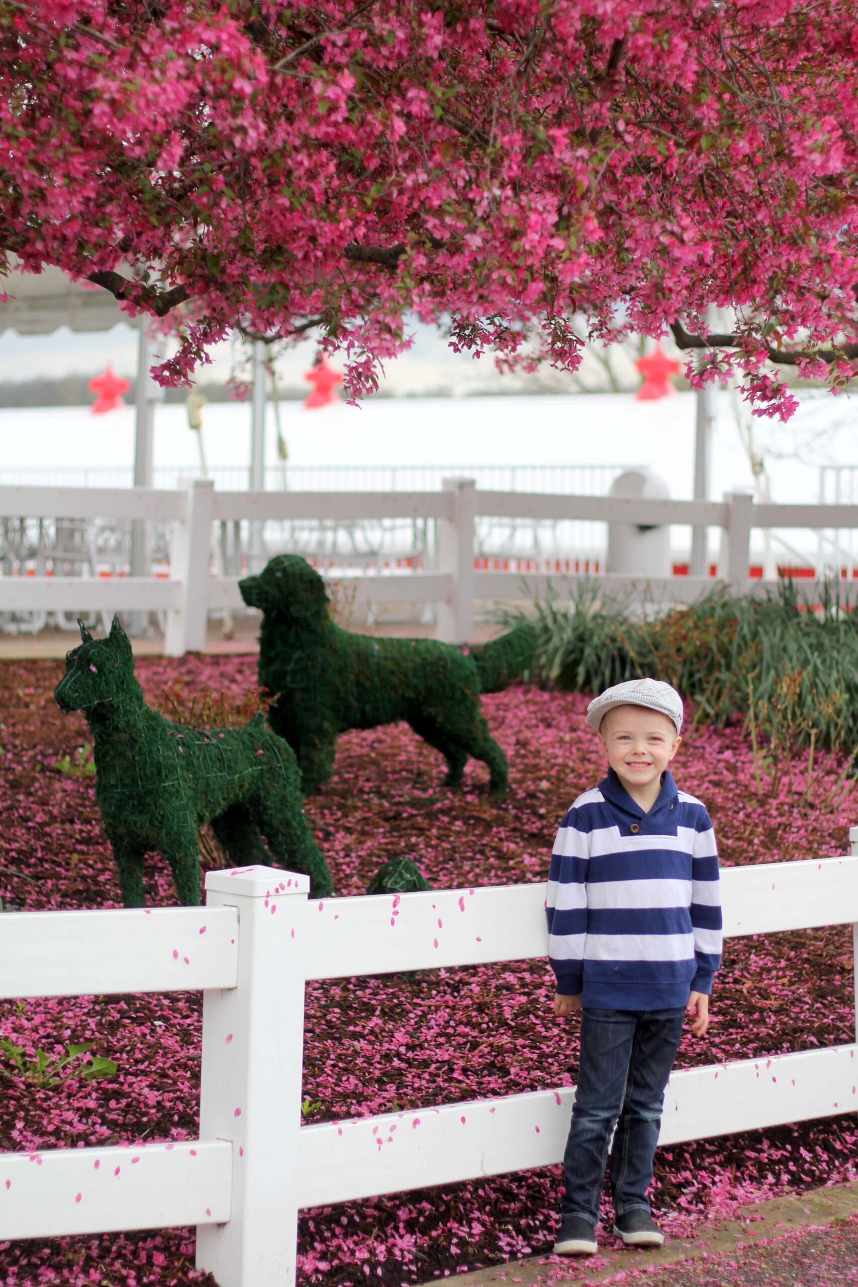 kingston dog shrubs - Raising Roberts